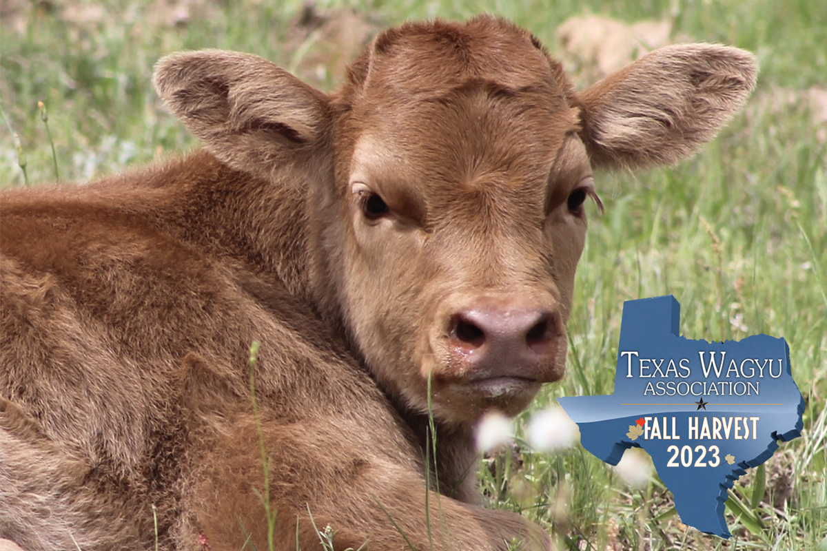 2023 Fall Harvest Sale - Texas Wagyu Association