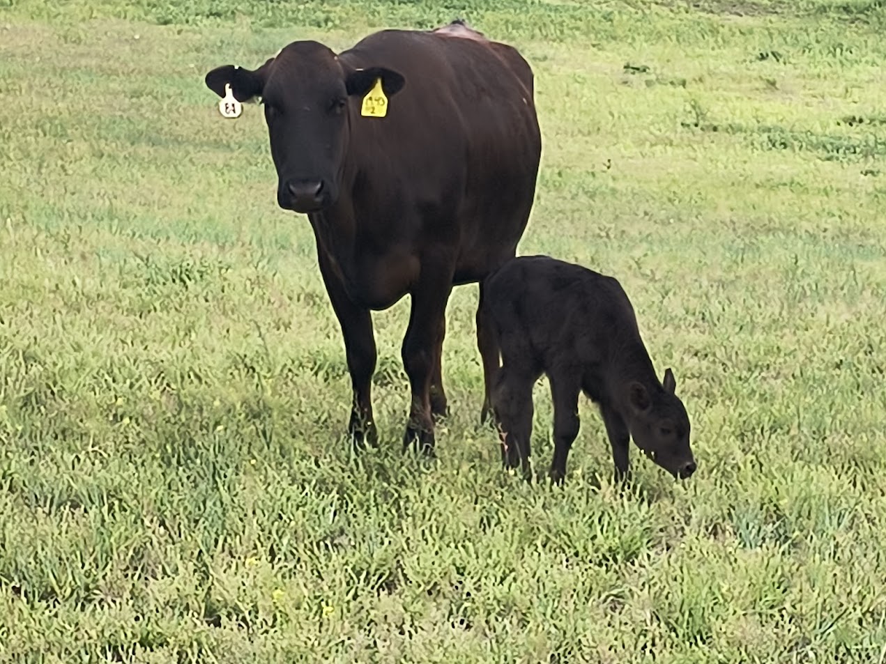 FB Black Wagyu Heifer Calf PAIR - Texas Wagyu Association